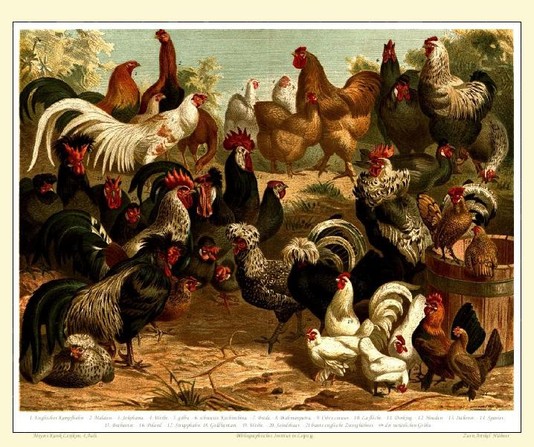 Materiales para compostar: Estiércol de gallina o “Gallinaza ...