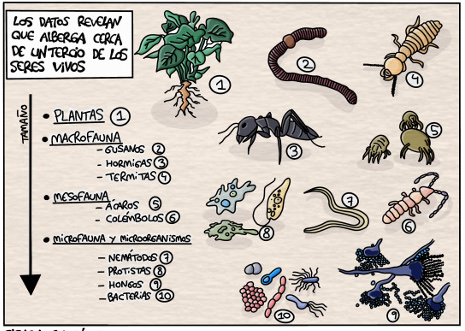 Materiales para compostar: Estiércol de gallina o «Gallinaza ...